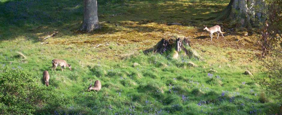 Deer Stalking – Colebrooke Park